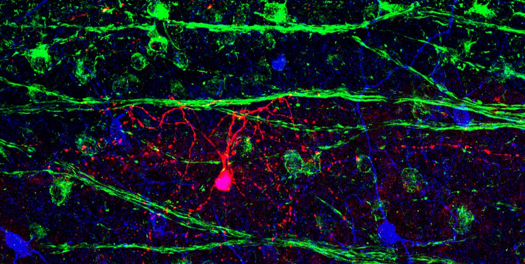 ImageJ=1.52punit=micron | Spectral lighting | Science of Light Center